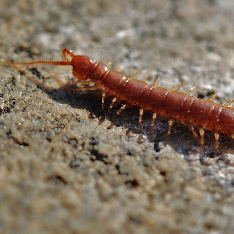Centipedes - Best Source Pest Control