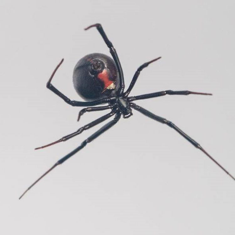 Spiders - Best Source Pest Control