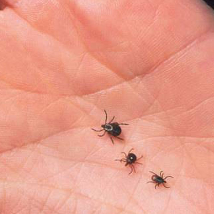 Ticks - Best Source Pest Control